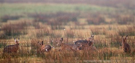 Mating Hare Behaviour 6 Male Vs 1 Female Richard Peters Wildlife Photography
