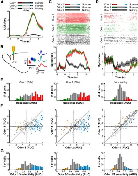 Figure 1 From Prospective Coding Of Dorsal Raphe Reward Signals By The Orbitofrontal Cortex