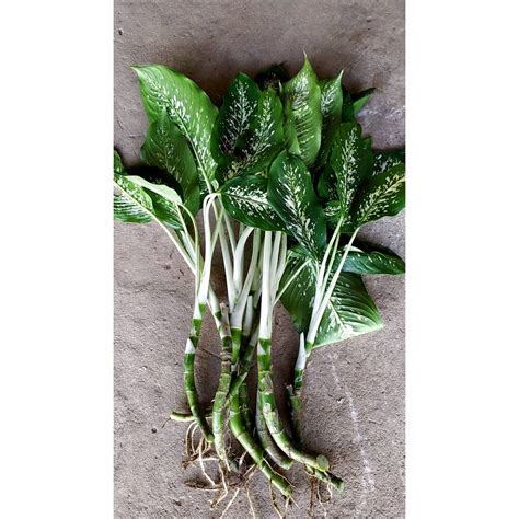 ต้นสาวน้อยประแป้ง ไม้ฟอกอากาศดูดสารพิษ ต้นเล็ก 25 ใหญ่ 50 บาท Shopee