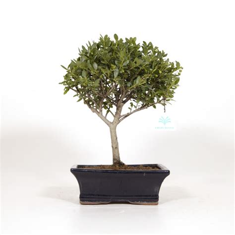 Ilex Crenata Holly Cm