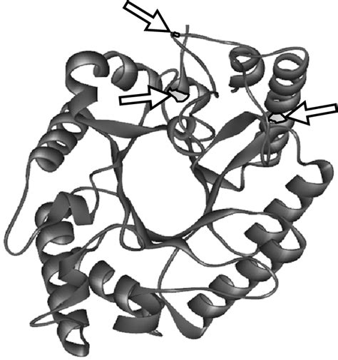 Xylanase Krict Px2 Homology Model Structure Dark Identicalsimilarity Download Scientific