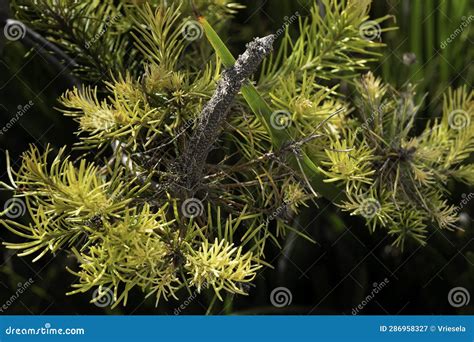 Yellow Flowers Of The Melaleuca Bracteata Revolution Gold Or Golden Tea