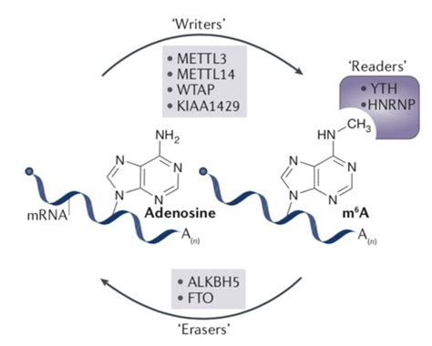 Rna Methylation Basics And Its Impact On Rna Stability Flashcards Quizlet