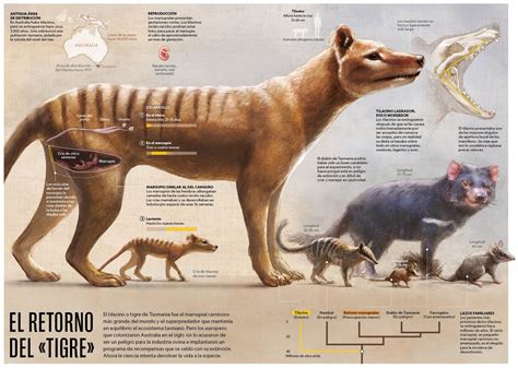 Así Era El Peligroso Tigre De Tasmania Científicos De Suecia Han