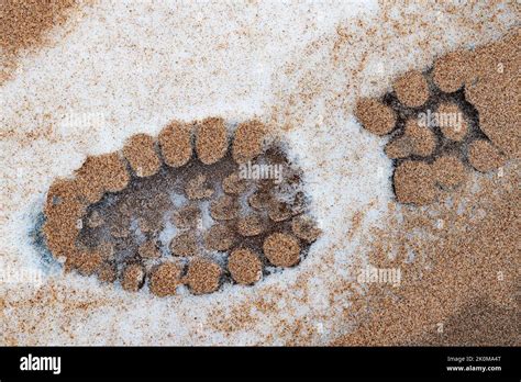 A Boot Print Is Frozen In Time At Least Until It Warms Up And In Sand