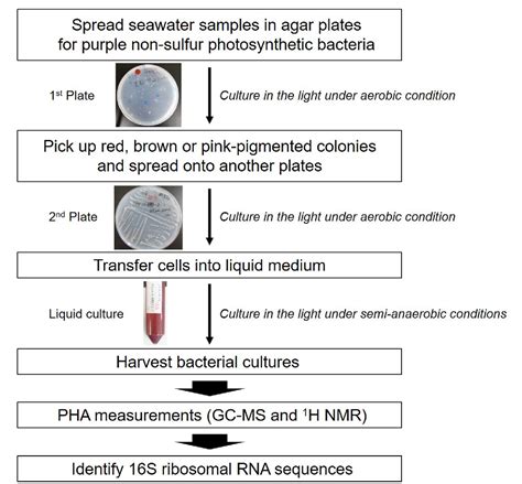Purple Photosynthetic Bacteria