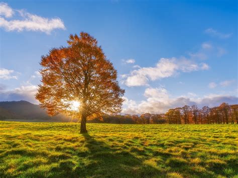 배경 화면 나무 초원 햇빛 가을 3840x2160 Uhd 4k 그림 이미지