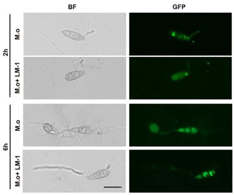 Microorganisms June 2024 Browse Articles
