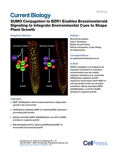 PDF SUMO Conjugation To BZR1 Enables Brassinosteroid Signaling To