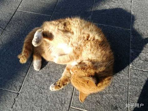 故宫御猫鲁班是什么品种啊，完全戳中了我的少女心，太可爱了，就喜欢这样胖胖的，想养一只？ 知乎