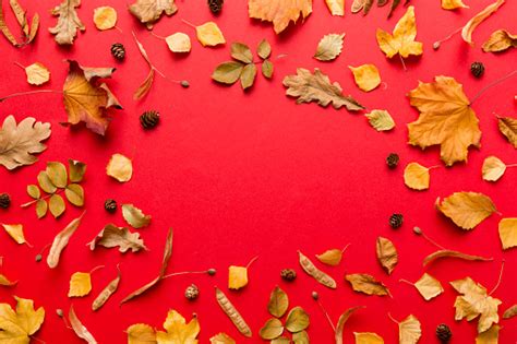 테이블에 말린 잎 원뿔 및 도토리로 만든 가을 구성 플랫 레이 상단보기 복사 공간 0명에 대한 스톡 사진 및 기타 이미지 0명 10월 가을 Istock