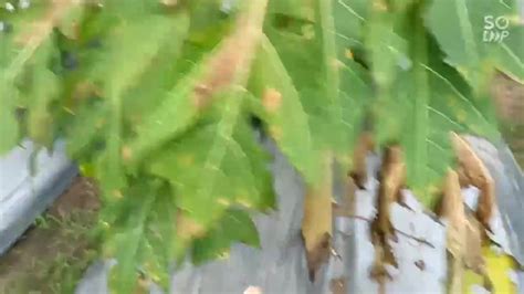 Nangyari Rin Ba Ito Sa Papaya Nyo Parang Nasusunog Ang Dahon Ito Lang