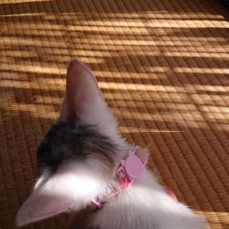 【代理掲載】キトンキャップ？白猫・テマ ゴロニャンニャン 米子の猫の里親募集｜ジモティー