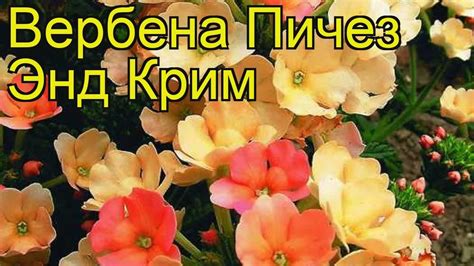 Вербена обыкновенная (Пичез Энд Крим). Краткий обзор, описание ...