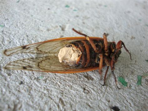 Massospora Cicadina Is A Parasite That Makes You Want Sex And Decompose