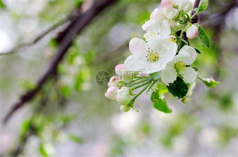 苹果花国家公园花瓣雌蕊季节花期晴天宏观花序花园高清图片下载 正版图片320639269 摄图网