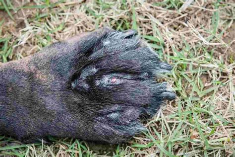 Pododermatitis En Perros Causas Síntomas Y Tratamiento Vida Con