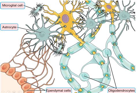 Multiple Choice On Neuroglial Cell Types And Function
