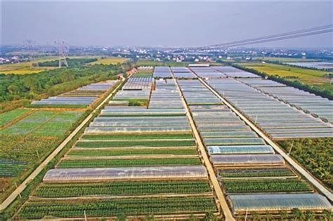 助力鄉村振興！洪合鎮全力推進農業產業興旺發展 每日頭條
