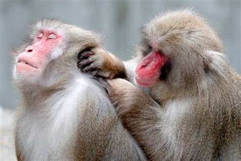 Seeking A New Lens To Study Same Sex Behavior In Animals The New York