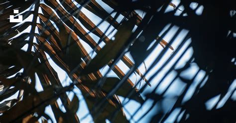 青い空を背景にしたヤシの木の接写の写真 Unsplashの無料ワイヤー写真