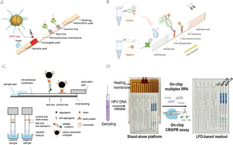 Application Of Recombinase Polymerase Amplification With Lateral Flow Assay To Pathogen Point Of