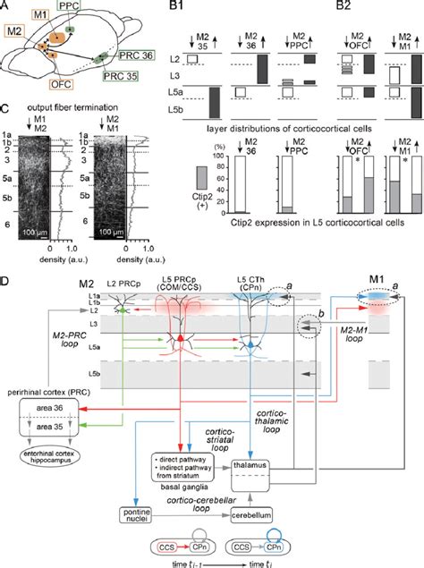 Corticocortical Projection Patterns Of M2 A Corticocortical