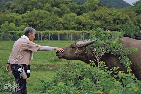 未來城市發展生態康樂 開發棲息地 南大嶼動物鄉關何處 20240825 副刊 每日明報 明報新聞網