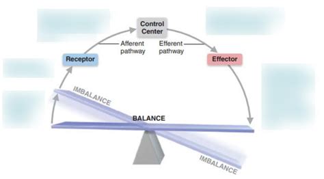 Homeostatic Control Part Diagram Quizlet