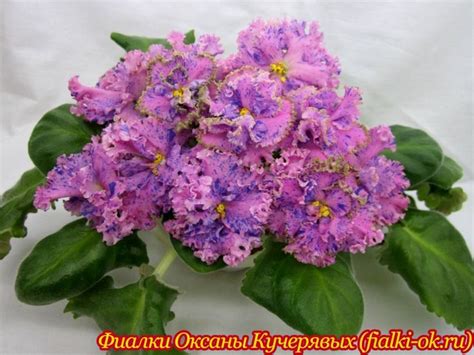 ЛЕ кассиопея Нежно розовые махровые звезды с синим фэнтези и зеленой бахромой Слегка волнистые