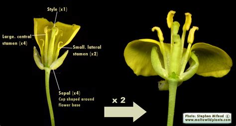 Diplotaxis Tenuifolia Perennial Wall Rocket