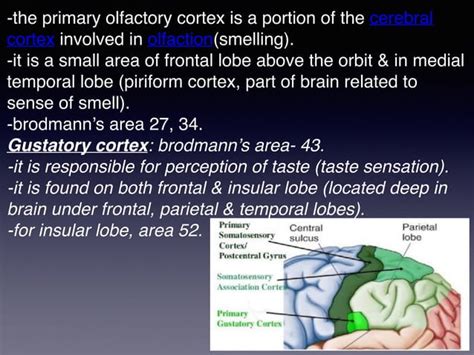Cerebral Cortex Ppt Pdf Brain And Nervous System Disorders Diseases And Conditions