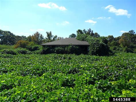 Kudzu Pueraria Montana Var Lobata