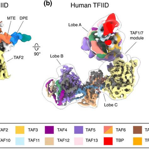 Pdf Recent Insights Into The Structure Of Tfiid Its Assembly And