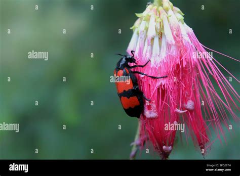 Close Up Macro Shot Of The Black And Red Poisonous Beetle Mylabris