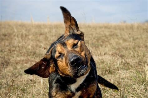 Ear Cancer Outer Ear Cancerwalls