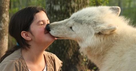 White Wolf 10 Reasons Why Wolves Are Actually Really Lovable