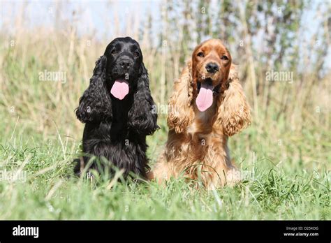Dog English Cocker Spaniel Two Adults Different Colors Black Red