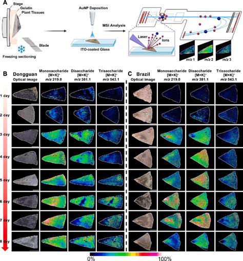 A Schematic Workflow Of AuNP Assisted LDI MSI For Banana Pulps