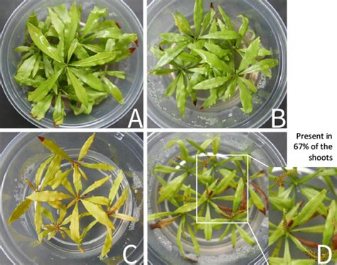 This Unique Plant Turns Carnivorous When The Mood Strikes Sciencealert