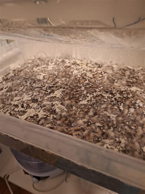 Strong Earthy Smell And Hvite Blobs Rcontamfam