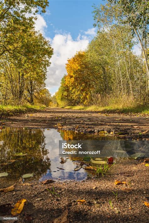 도로의 큰 웅덩이 하늘과 나무가 물에 반사되어 낙엽이 많이 있습니다 시골 길가에 노란 단풍이 떨어지는 나무 화창한 날의 가을 풍경 가로수에 대한 스톡 사진 및 기타 이미지