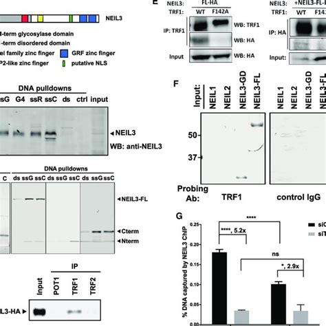 Neil3 Binds To Single Stranded Dna In A Sequence Non Specific Manner