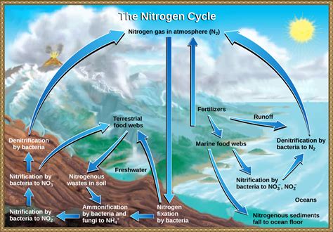 The Nitrogen Cycle Biology For Majors Ii