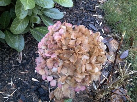 Review ZTE Grand Memo LTE Smartphone NotebookCheck Net Reviews