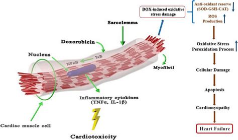 Inflammatory Cytokine Production And Oxidative Stress Activity In A