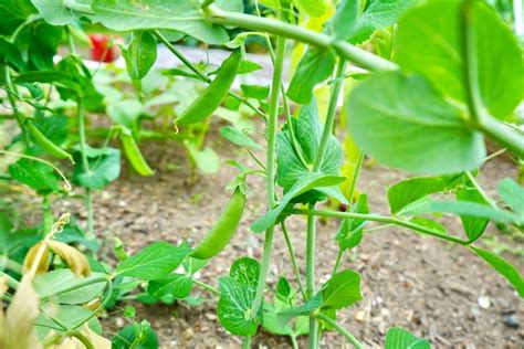Growing Tomatoes In Raised Beds A Complete Guide Geeky Greenhouse