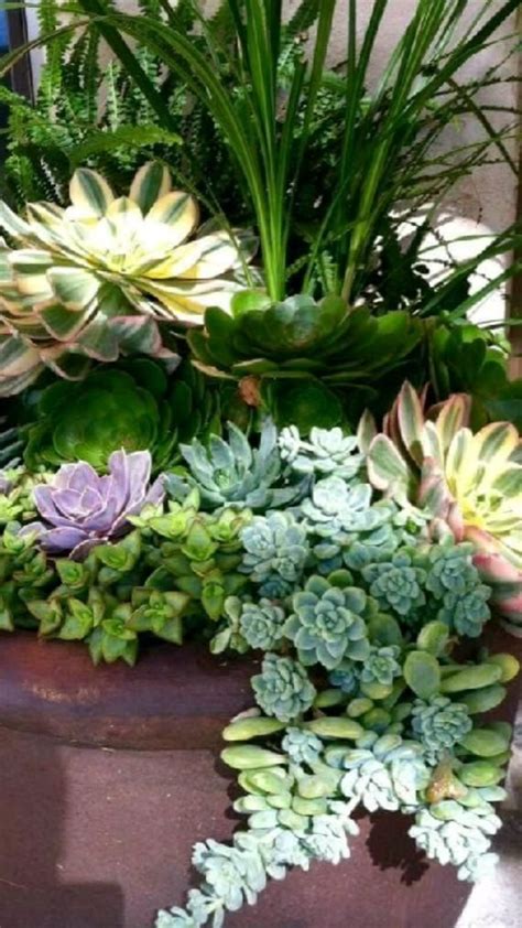 SUCULENTAS LINDAS Jardim De Plantas Suculentas Jardim De Suculentas Suculentas