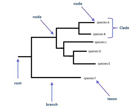 Phylogenetic Tree Definition Types Steps Methods Uses Biology