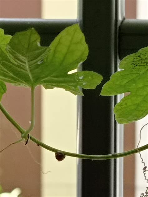 Root Awakening Indian Borage Has Fungal Disease Jasmine May Have